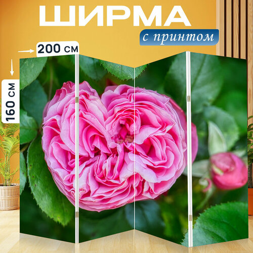 Ширма перегородка с принтом "Роза, цвести, розовый" на холсте - 200x160 см. для зонирования, раскладная