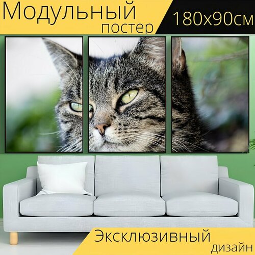 Модульный постер "Кот, млекопитающее, животное" 180 x 90 см. для интерьера