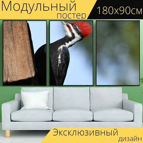 Модульный постер "Пестрый дятел, птица, дикая природа" 180 x 90 см. для интерьера
