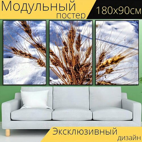Модульный постер "Пшеница, колос пшеницы, снег" 180 x 90 см. для интерьера