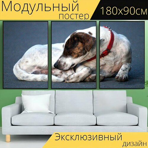 Модульный постер "Собака, животное, одомашненный" 180 x 90 см. для интерьера