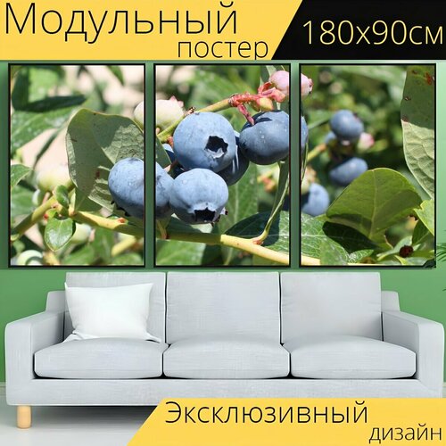 Модульный постер "Синий, черника, фрукты" 180 x 90 см. для интерьера