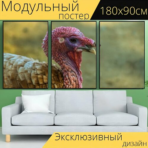 Модульный постер "Турция, птица, животное" 180 x 90 см. для интерьера