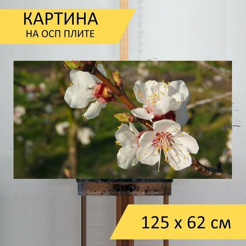 Картина на ОСП 125х62 см. "Весенние цветы, белые цветы, цветы абрикоса" горизонтальная, для интерьера, с креплениями