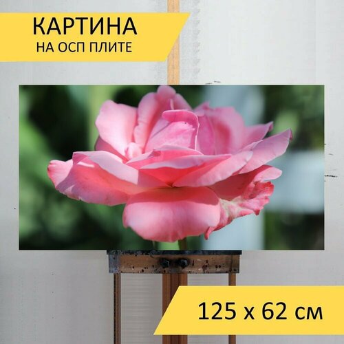 Картина на ОСП 125х62 см. "Цветок, роза, розовый" горизонтальная, для интерьера, с креплениями