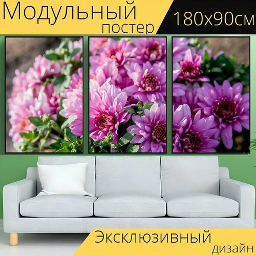 Модульный постер "Хризантема, цветы, завод" 180 x 90 см. для интерьера