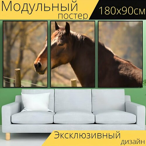 Модульный постер "Лошадь, животное, фотоохота" 180 x 90 см. для интерьера