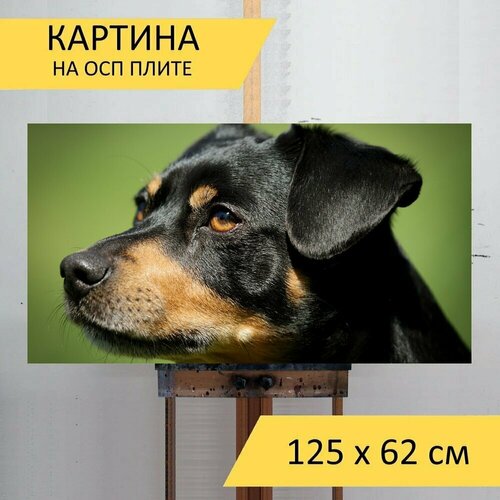 Картина на ОСП 125х62 см. "Собака, гибридный, портрет" горизонтальная, для интерьера, с креплениями