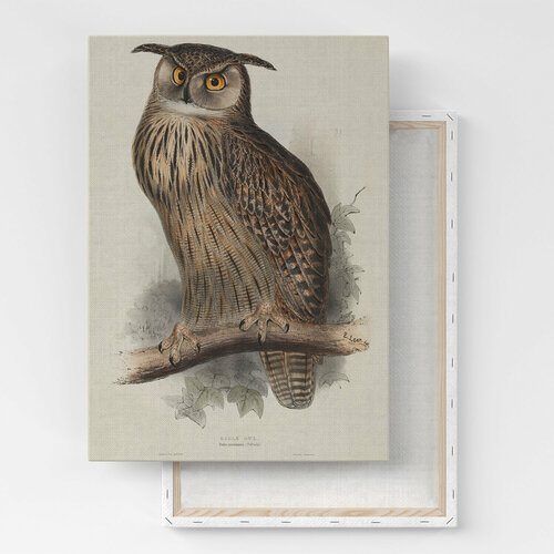 Картина на холсте, репродукция / Эдвард Лир - Eagle Owl, Bubo maximus / Размер 60 x 80 см