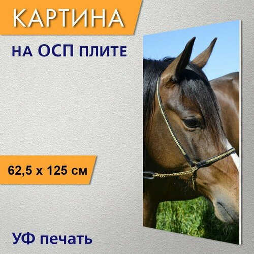 Вертикальная картина на ОСП "Пони, коричневая лошадь, лошадь" 62x125 см. для интерьериа