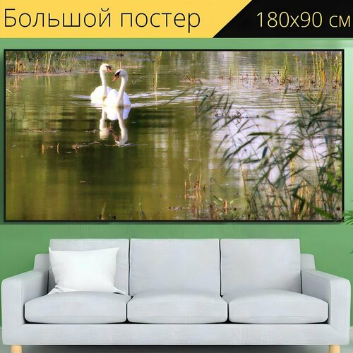 Большой постер "Лебеди, плавать, вода" 180 x 90 см. для интерьера