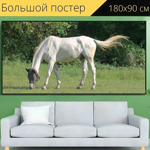 Большой постер "Лошадь, белый, животное" 180 x 90 см. для интерьера