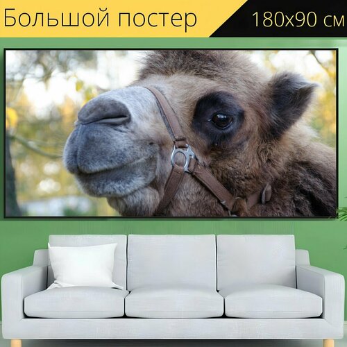 Большой постер "Верблюд, зоопарк, животное" 180 x 90 см. для интерьера