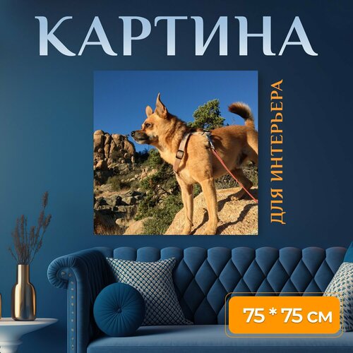 Картина на холсте "Герцог, собака, пеший туризм" на подрамнике 75х75 см. для интерьера