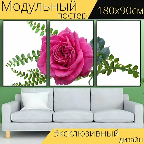Модульный постер "Цветок, розовый, роза" 180 x 90 см. для интерьера