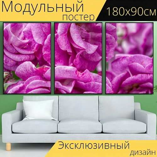 Модульный постер "Лепестки роз, розовый куст, фиолетовый" 180 x 90 см. для интерьера