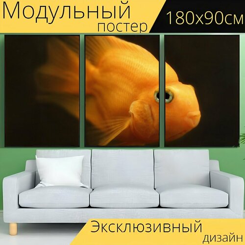 Модульный постер "Рыбы, золотая рыбка, вода" 180 x 90 см. для интерьера