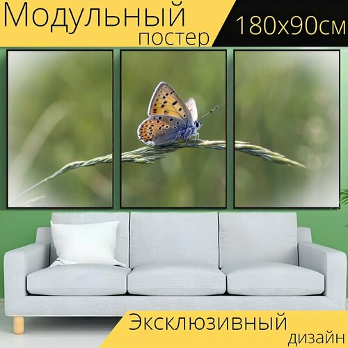 Модульный постер "Бабочки, насекомое, бабочка" 180 x 90 см. для интерьера