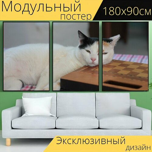 Модульный постер "Кошка, кошки, кот" 180 x 90 см. для интерьера