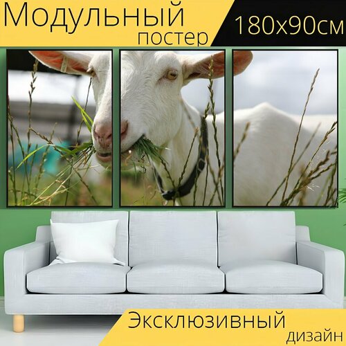 Модульный постер "Козел, ферма, животное" 180 x 90 см. для интерьера
