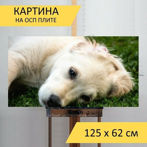 Картина на ОСП 125х62 см. "Собака, млекопитающее, животное" горизонтальная, для интерьера, с креплениями