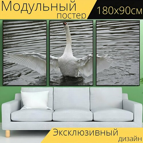 Модульный постер "Немой лебедь, крыло, плавать" 180 x 90 см. для интерьера