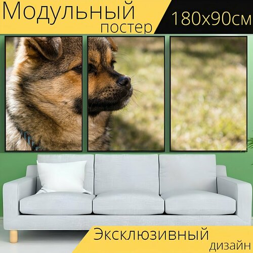 Модульный постер "Немецкая овчарка, собака, щенок" 180 x 90 см. для интерьера