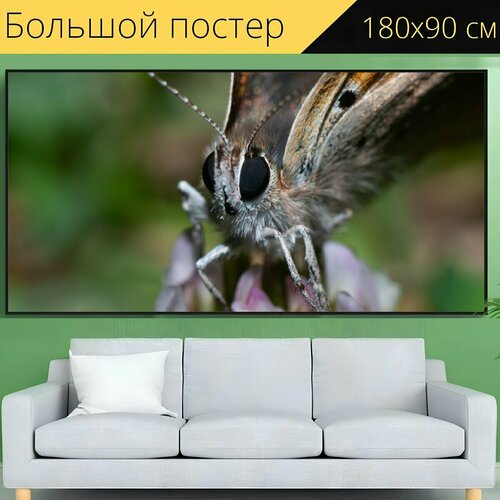 Большой постер "Бабочка, насекомое, природа" 180 x 90 см. для интерьера