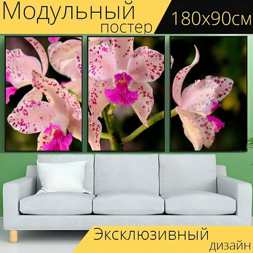 Модульный постер "Орхидея, цвет розовый и белый, растения" 180 x 90 см. для интерьера