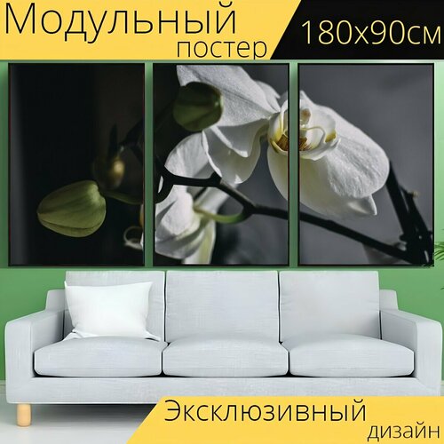 Модульный постер "Белый, орхидея, блум" 180 x 90 см. для интерьера