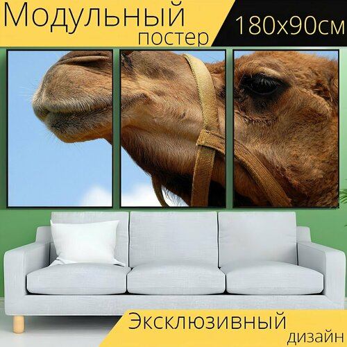 Модульный постер "Верблюд, лицо, закрыть" 180 x 90 см. для интерьера