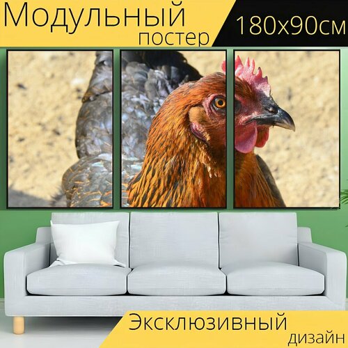Модульный постер "Курица, домашняя птица, животное" 180 x 90 см. для интерьера