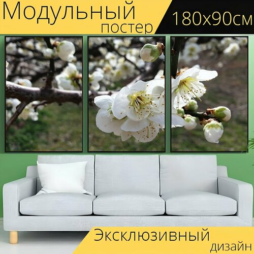 Модульный постер "Весна, цветок, цветение сливы" 180 x 90 см. для интерьера