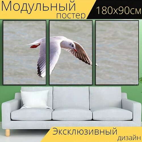 Модульный постер "Птица, чайка, летающий" 180 x 90 см. для интерьера