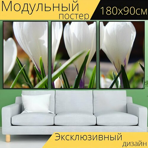 Модульный постер "Крокус, весенние цветы, белый" 180 x 90 см. для интерьера