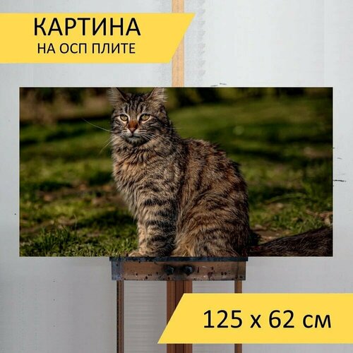 Картина на ОСП 125х62 см. "Кошка, кошачий, усы" горизонтальная, для интерьера, с креплениями