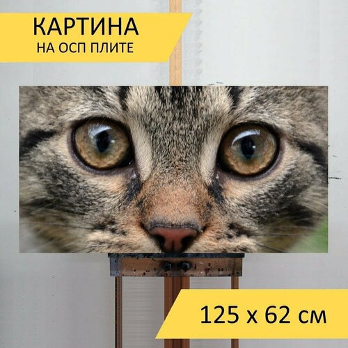 Картина на ОСП 125х62 см. "Кошка, животное, млекопитающее" горизонтальная, для интерьера, с креплениями