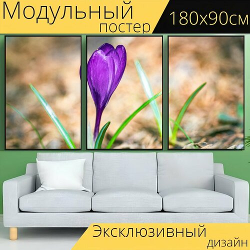 Модульный постер "Крокус, весна, цветок" 180 x 90 см. для интерьера