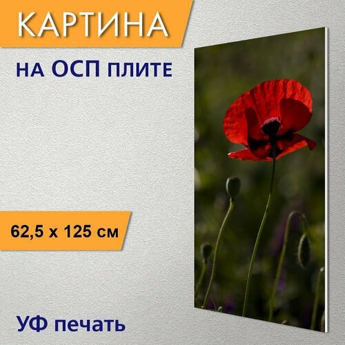 Вертикальная картина на ОСП "Мак самосейка, цветок, мак" 62x125 см. для интерьериа