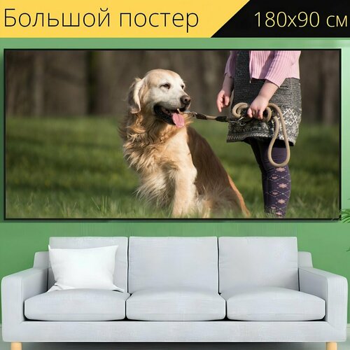 Большой постер "Золотистый ретривер, собака, животное" 180 x 90 см. для интерьера