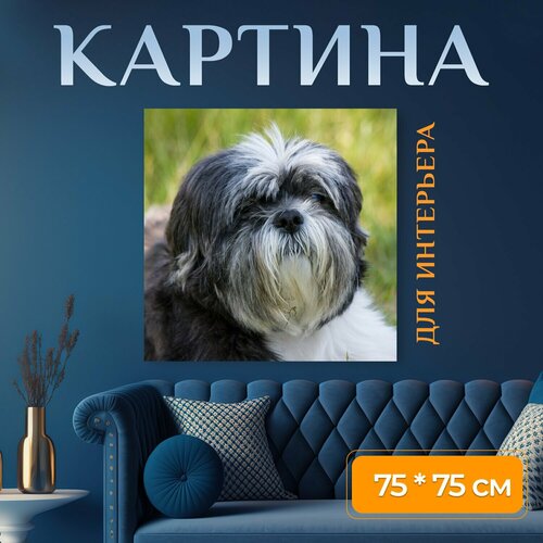 Картина на холсте "Ши тцу, собака, собачий" на подрамнике 75х75 см. для интерьера