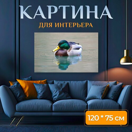 Картина на холсте "Кряква, селезень, утка" на подрамнике 120х75 см. для интерьера