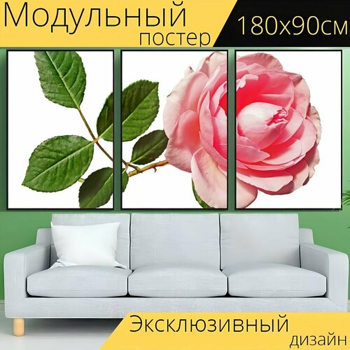 Модульный постер "Цветок, розовый, роза" 180 x 90 см. для интерьера