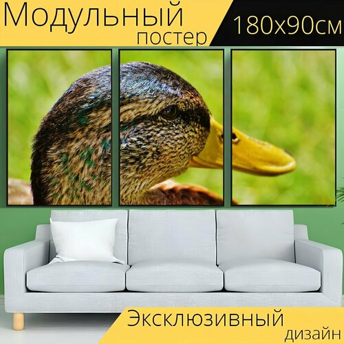 Модульный постер "Утка, водоплавающая птица, домашняя птица" 180 x 90 см. для интерьера