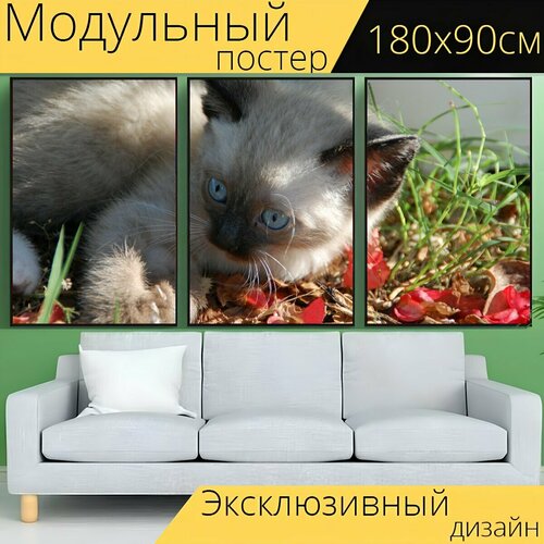 Модульный постер "Кошка, котенок, животные" 180 x 90 см. для интерьера
