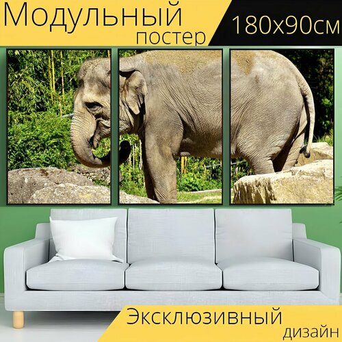 Модульный постер "Слон, толстокожий, животное" 180 x 90 см. для интерьера