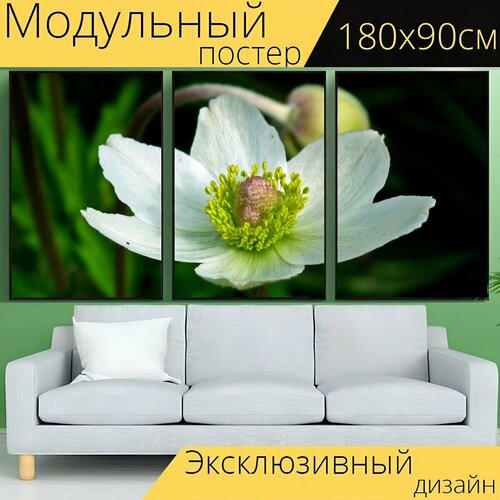 Модульный постер "Цветок, белый, сад" 180 x 90 см. для интерьера