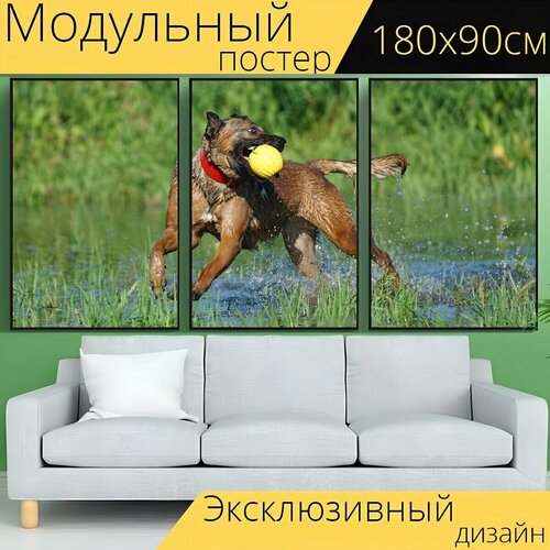 Модульный постер "Собака, игра, мяч" 180 x 90 см. для интерьера