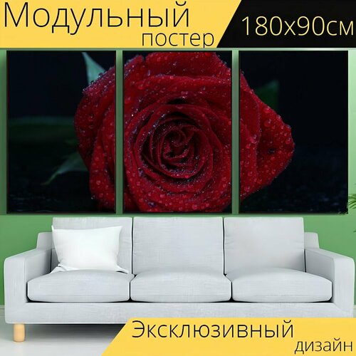 Модульный постер "Роза, красный, капли" 180 x 90 см. для интерьера