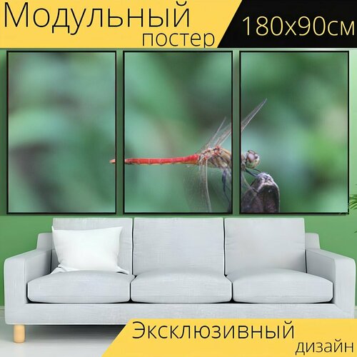 Модульный постер "Стрекоза, красная стрекоза, насекомое" 180 x 90 см. для интерьера